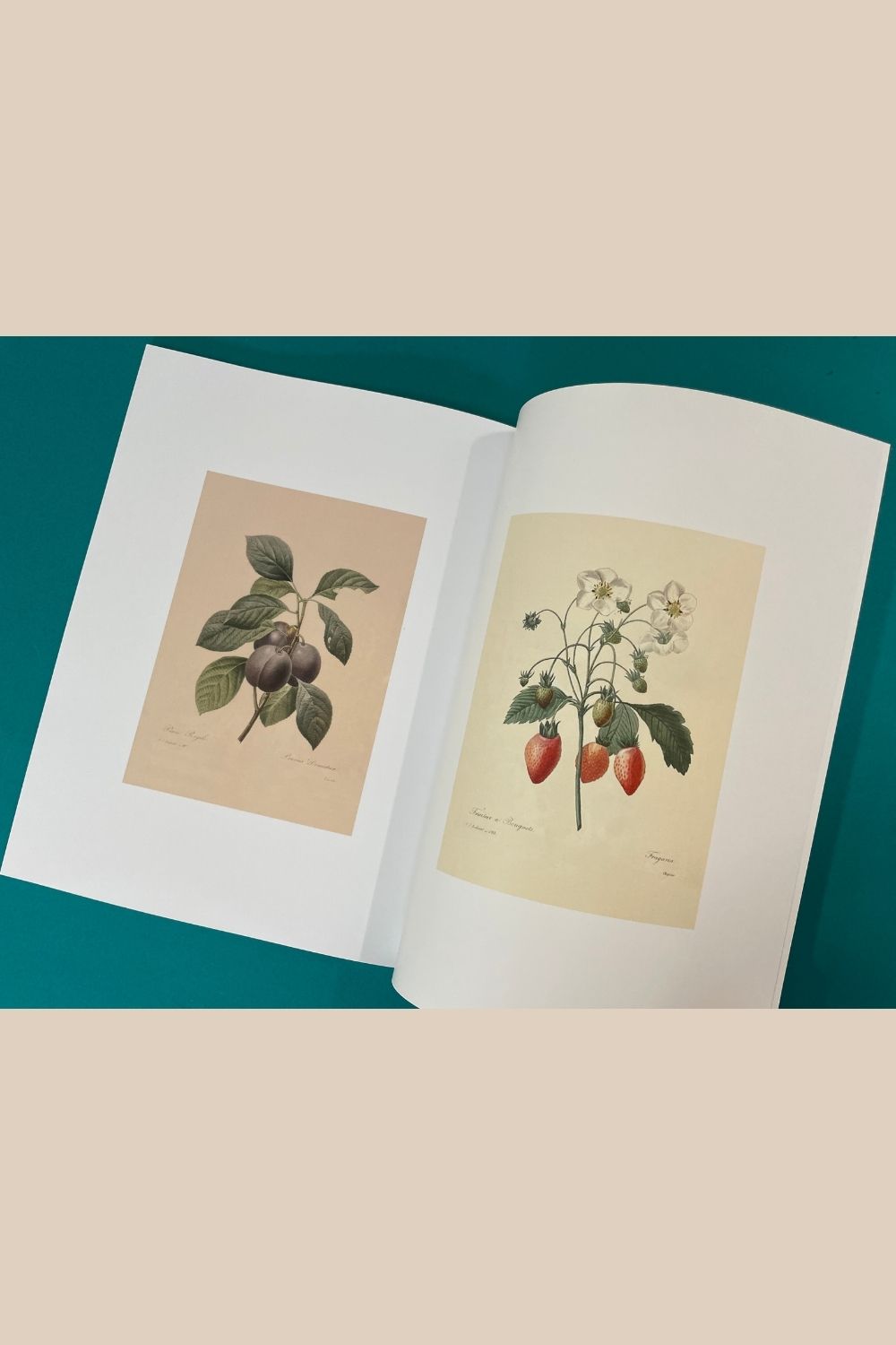 The Botanical Drawings of Pierre-Joseph Redouté - Pics & Ink - Pics and Ink
